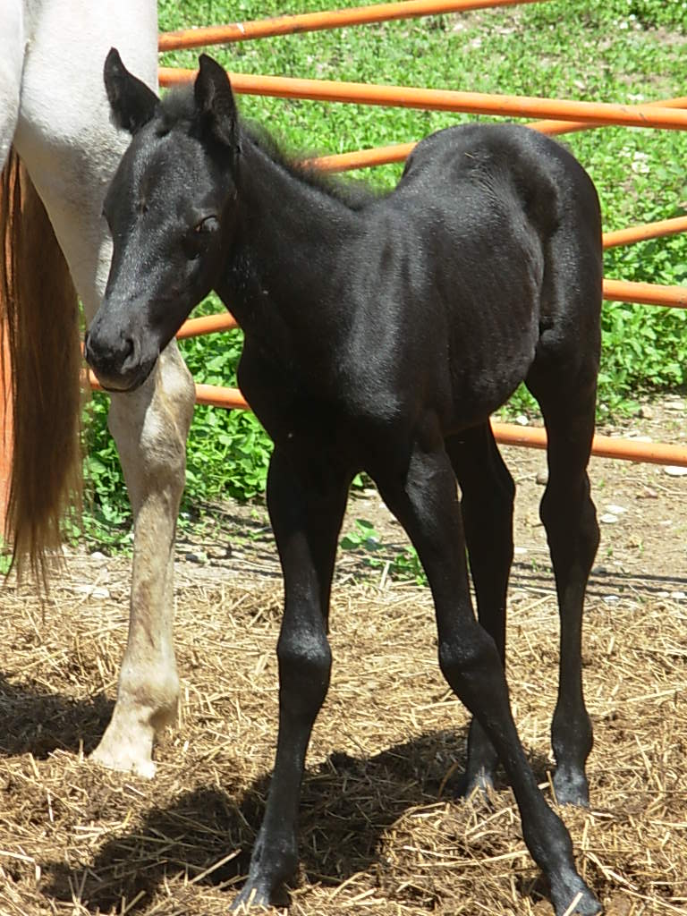 RANCHO LA ROSA, en San Carlos Tamaulipas, Mexico