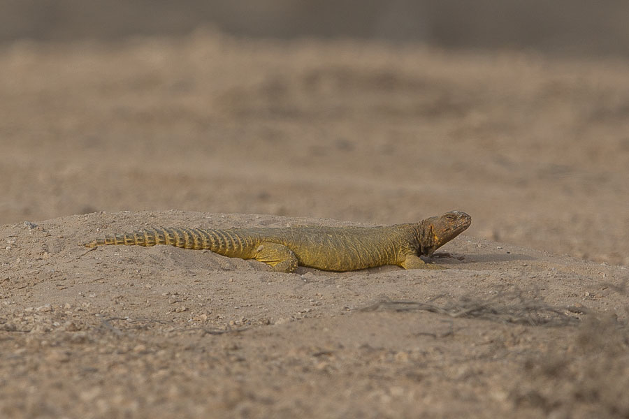 Birds of Saudi Arabia: A good showing of Arabian Spiny-tailed Lizards ...