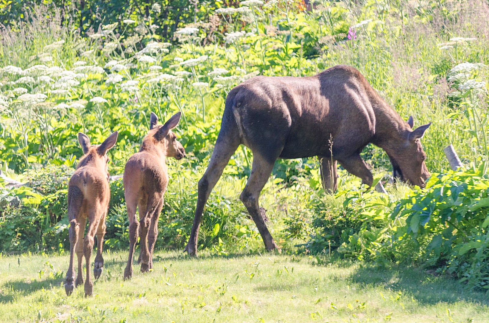 Experience - Viewing Baby Moose | Guide for Alaska's Disappearing Tourists