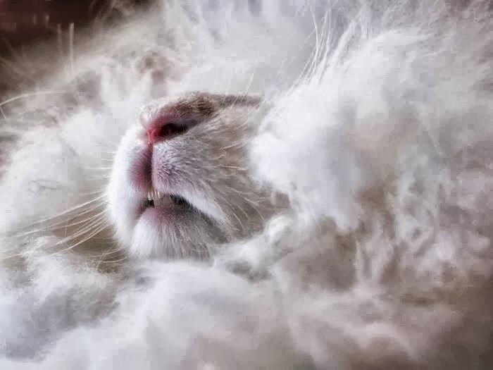 The Most Fluffy Bunny in the World | sussurroeterno