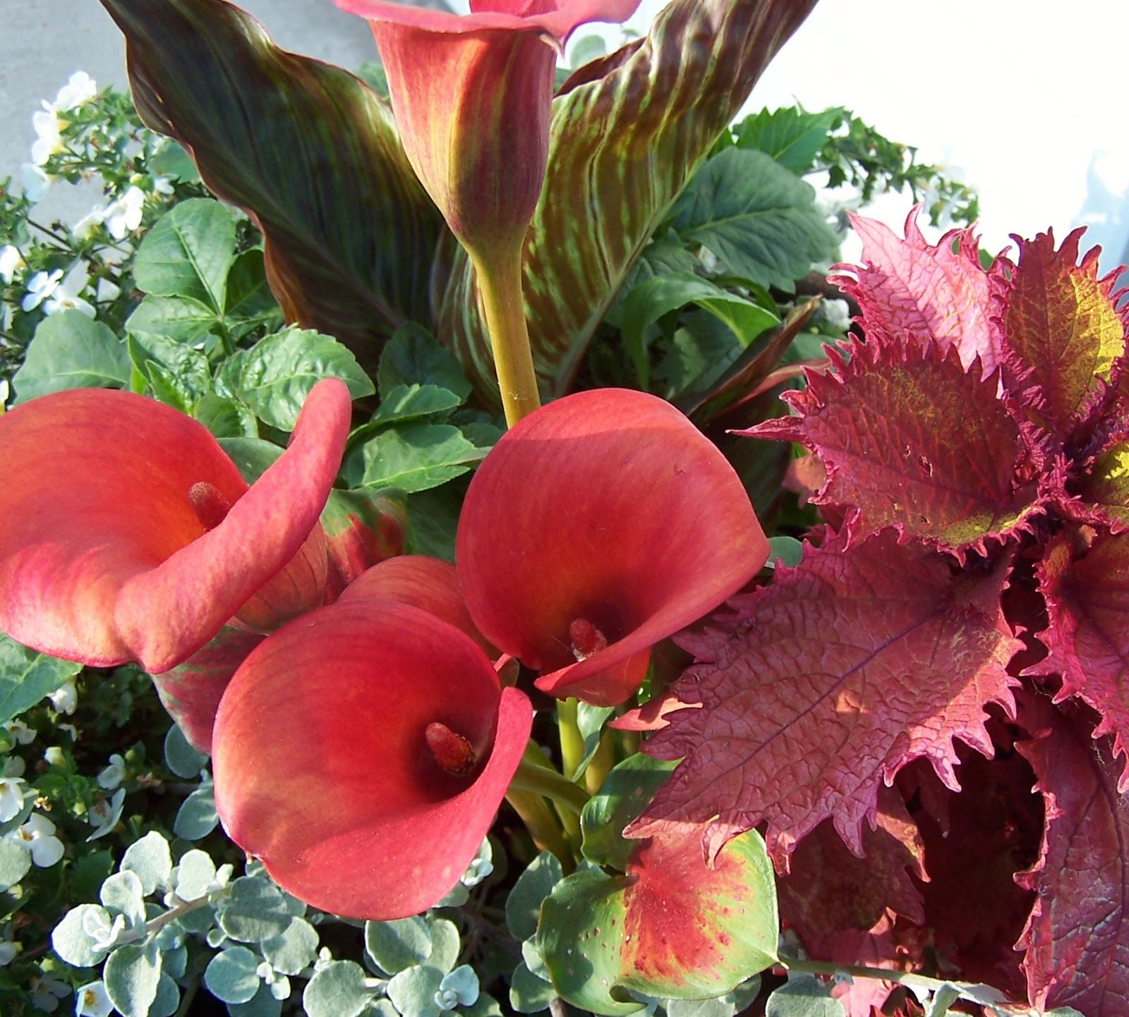 Perennial Passion: Red Alert Calla Lilly in a Container