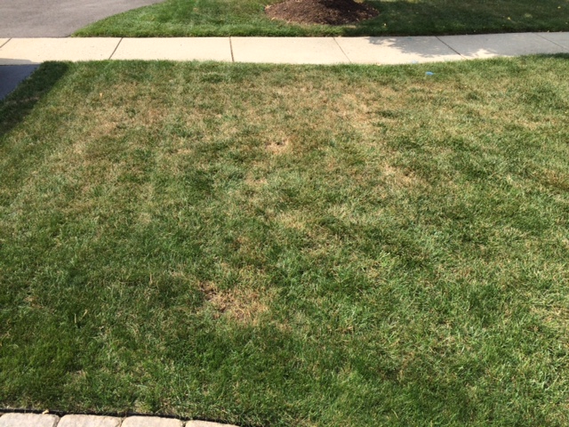 Lawn*Doctor Lawn Care Insights: Grub Damage in my lawn