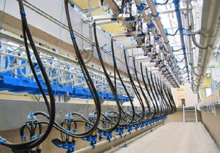 Your Dairy Experts: Modern Milk Parlor Designs