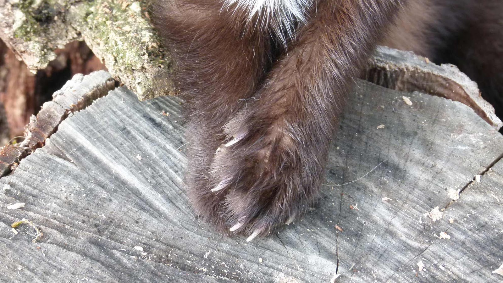 Faune Flore d'Ul: Fouine