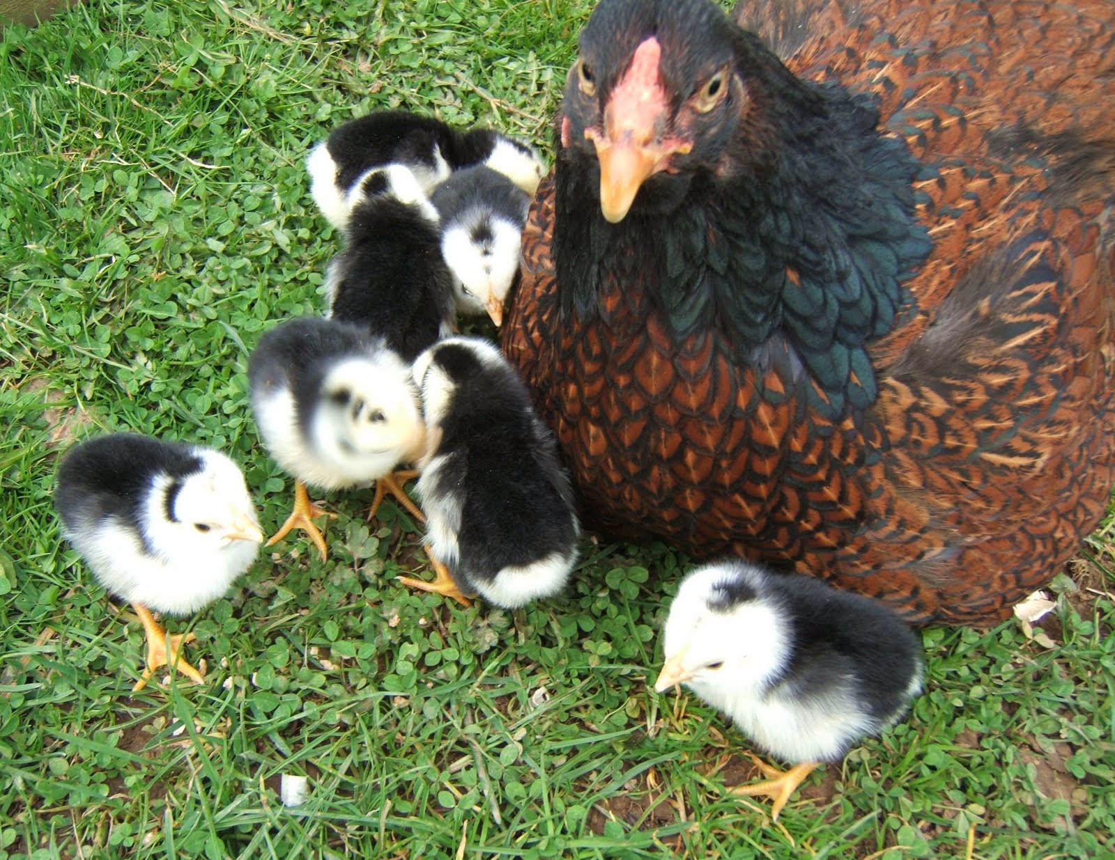 Bellecross Hens: FOR SALE - Broody Indian Game + Hatching eggs