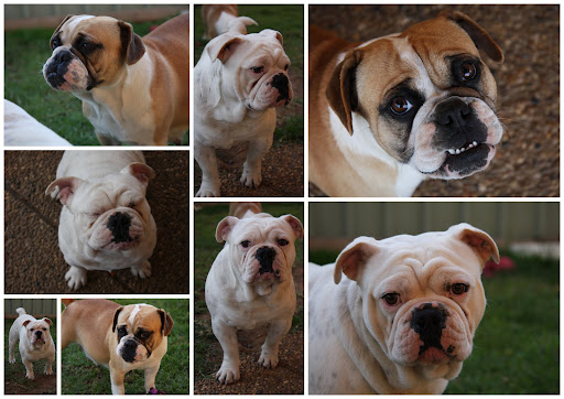 Miniature Australian bulldogs