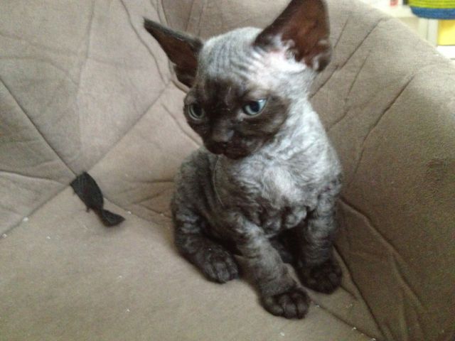 Life with a Devon Rex