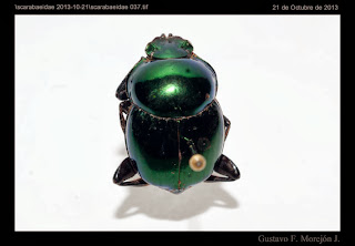 Coleoptera de Ecuador: Coprófago brillante (Canthon fulgidus ...