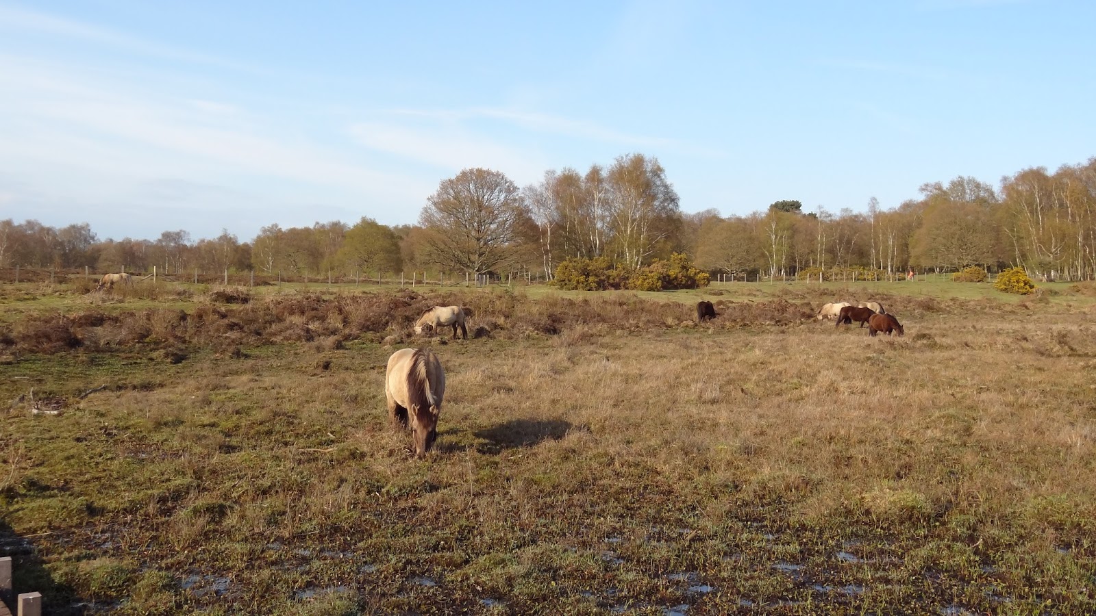 Jake of Winter Hill Adventures: Kent ,Hothfield Common