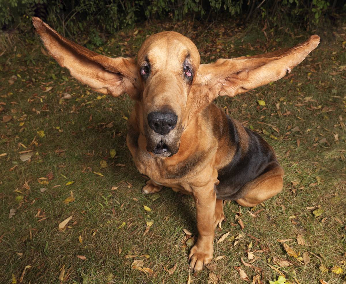 Funny Image Gallery Funny Pictures Of Dogs With Captions funny-image-gallery-funny-pictures-of-dogs-with-captions