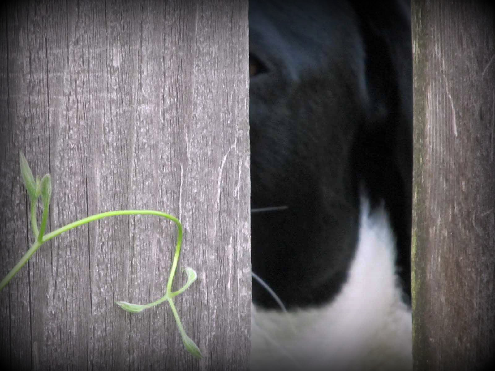 Summit Musings: Friday Fences - Old Stink Eye