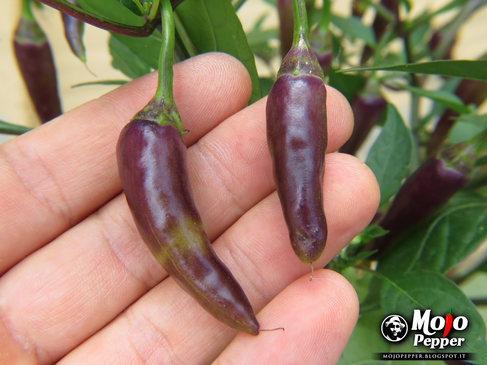 The Mojo Pepper - Just a Chili Pepper grower: Chenzo chili pepper Annuum