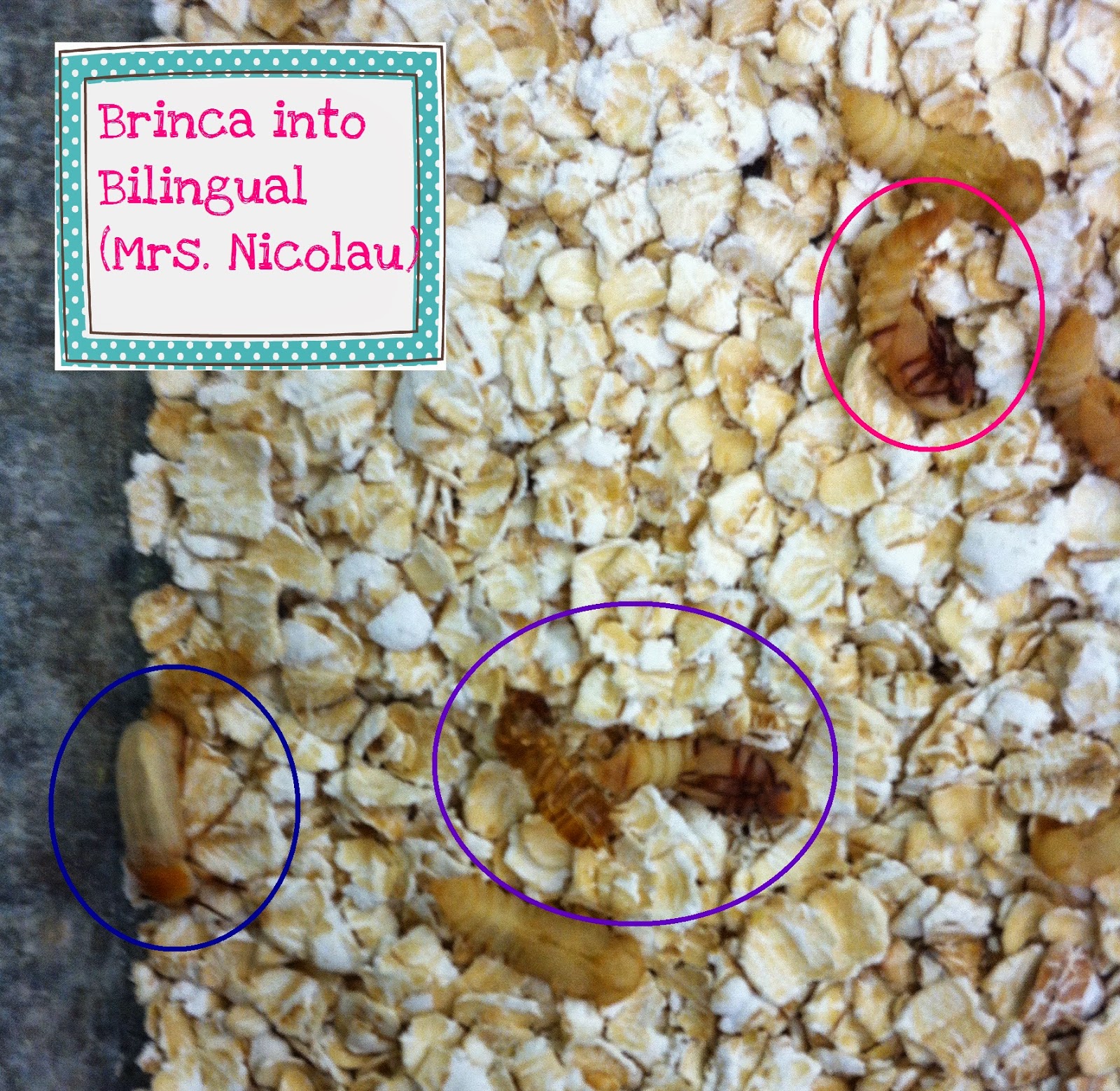 Brinca Into Bilingual (Mrs. Nicolau): Life cycle of frogs and Mealworms ...