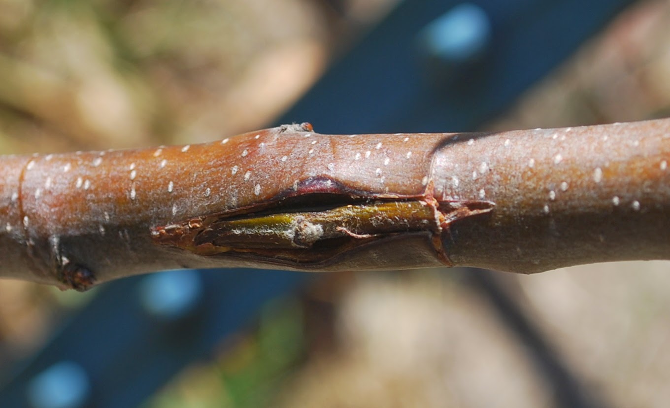 Daniel's Pacific NW Garden: Bud Grafting Update. 9.20.14