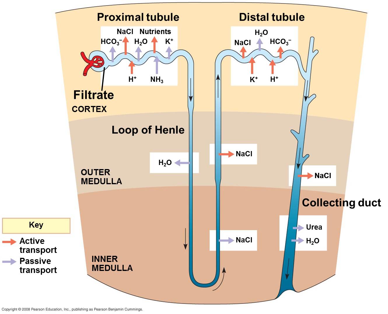 Gambar 5. Nefron dan Proses yang Terjadi, sumber: biologi 9th edition ...