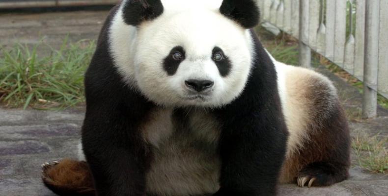 PAN PAN & JIA JIA – O PANDA-GIGANTE E A CONSERVAÇÃO - O Último Reduto ...