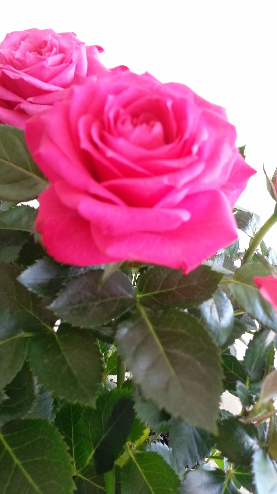 GAMBAR POKOK BUNGA ROS CANTIK - INILAH REALITI BUKAN FANTASI