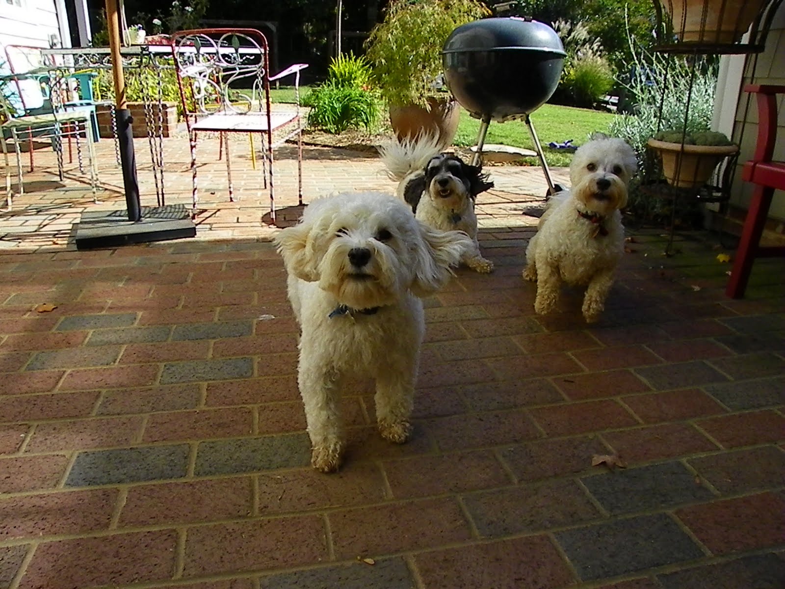 Jobsite Critters: Bijon Frise Are These.