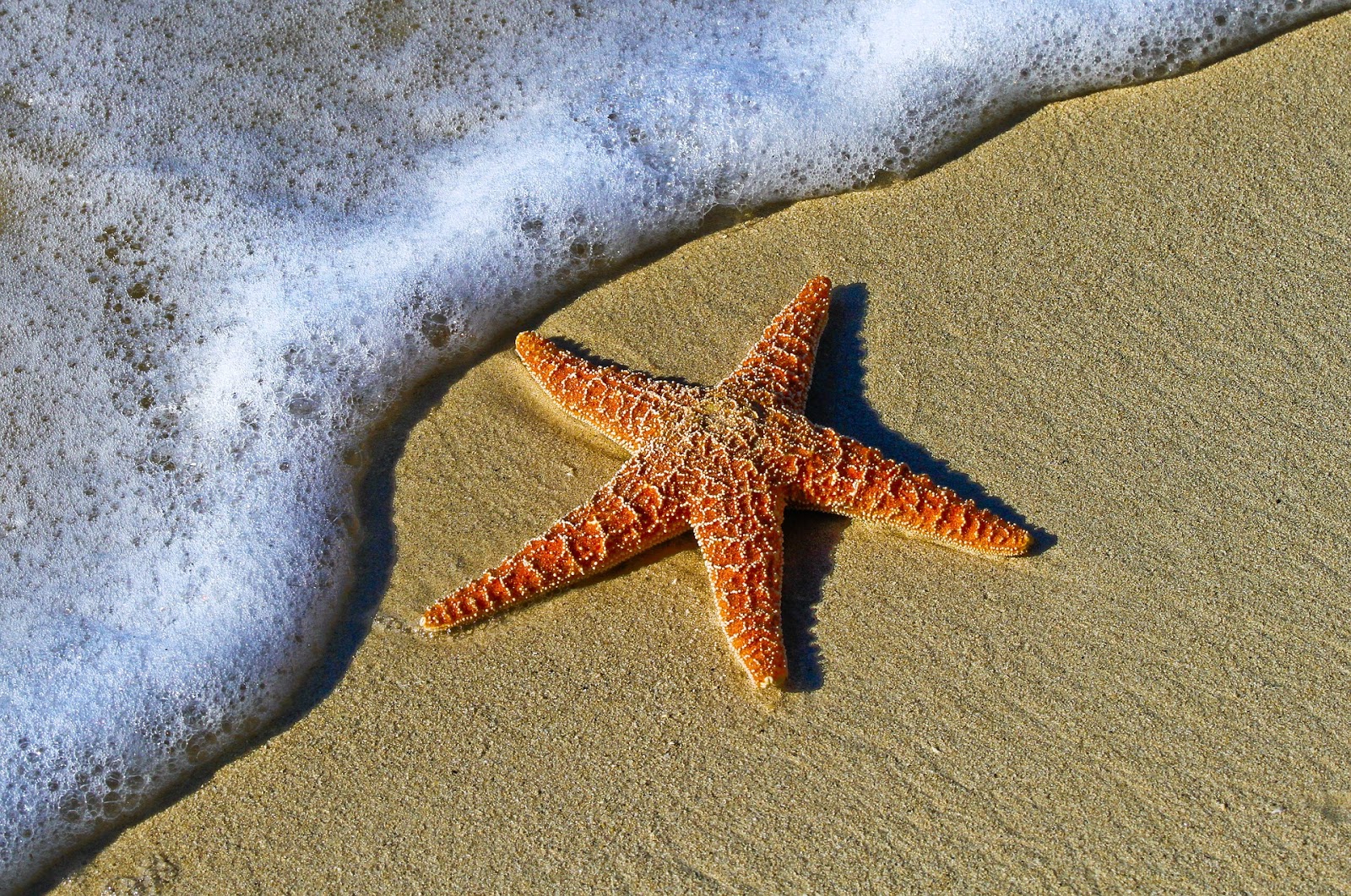 Teaching and Learning: Starfish: For Educators Who Desire Student Success