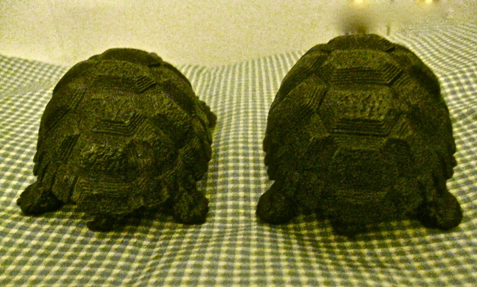 Jones and Cole: TORTOISE WISDOM