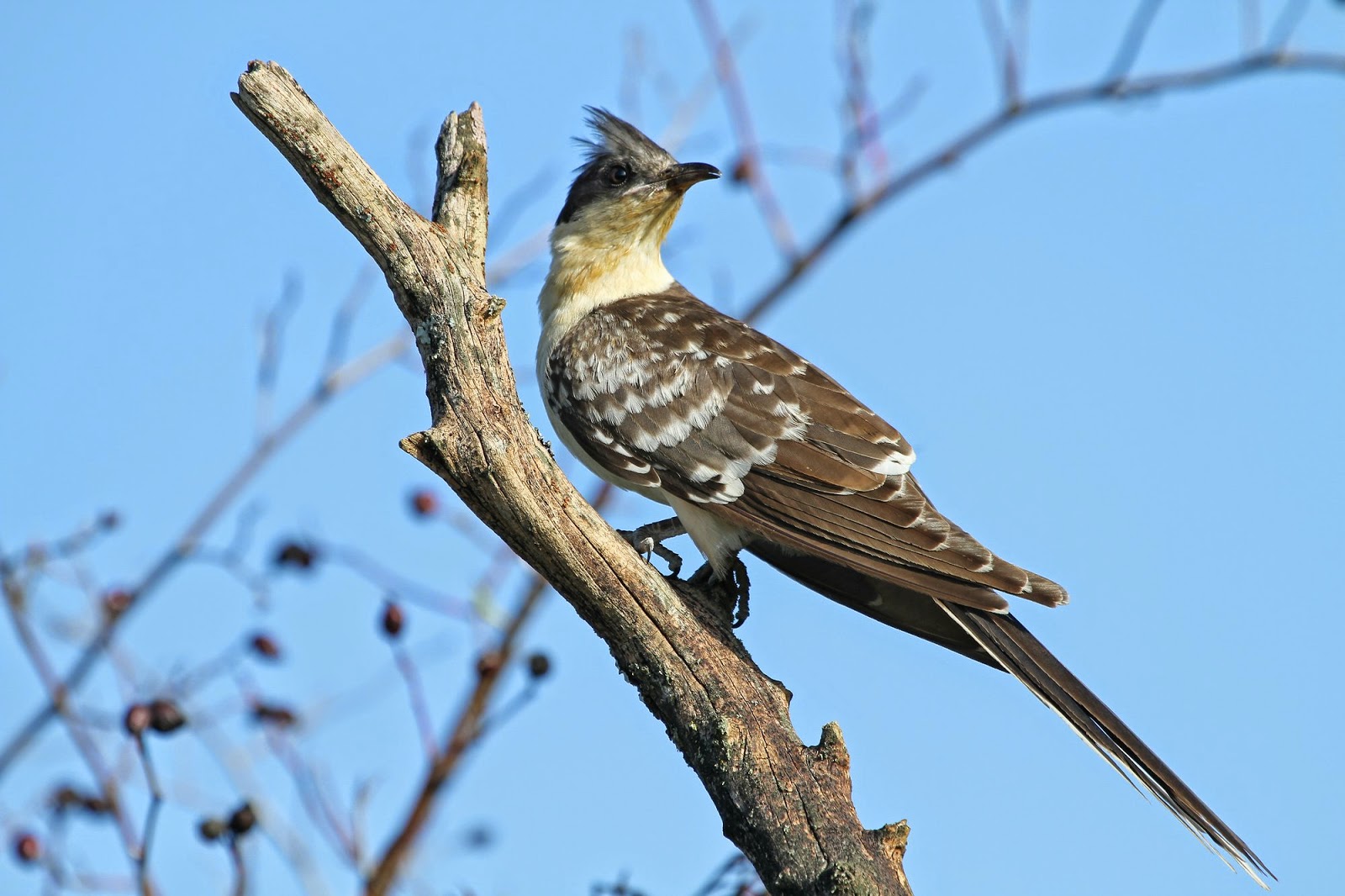 Mirando el campo por el objetivo.: Vuelve la primavera: cuclillos.
