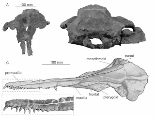 The Coastal Paleontologist: 2018 in review: advances in marine mammal ...
