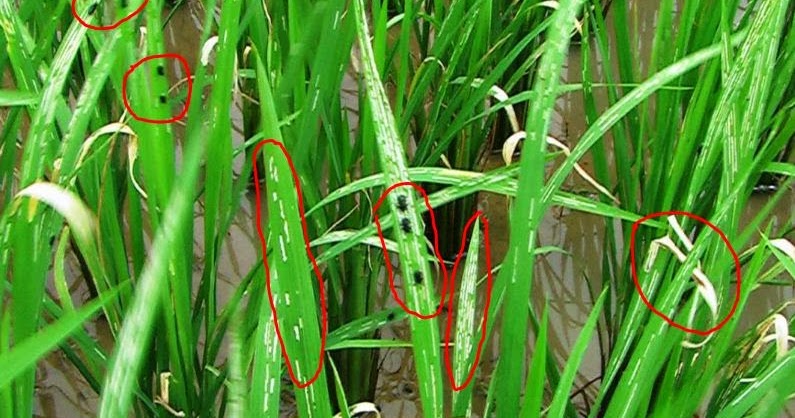 AGRICULTURE AND AGRICULTURAL INFORMATION: Insect Pest Of Rice: Rice Hispa
