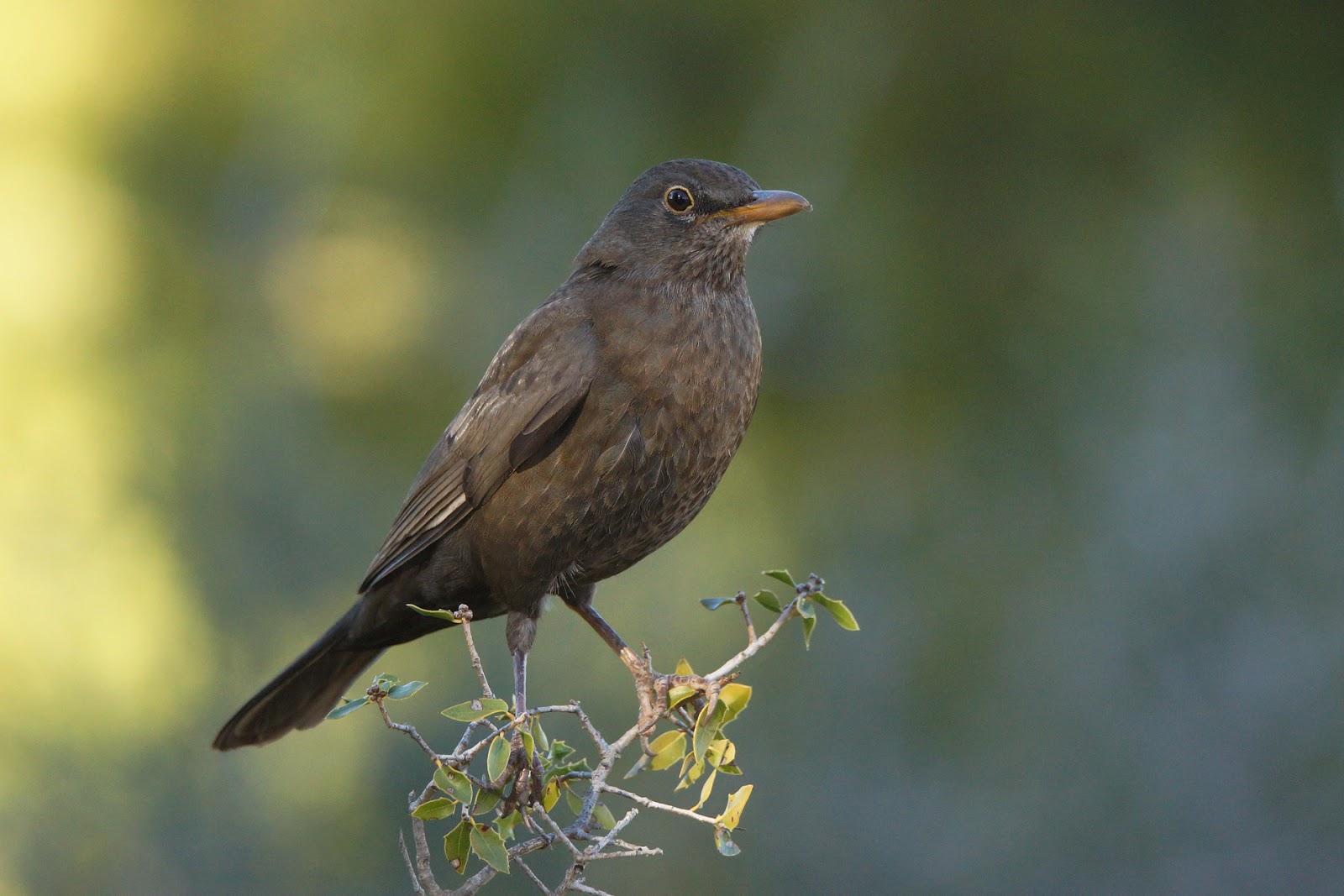 Pasión por las aves: Mirlo común,(Turdus merula)