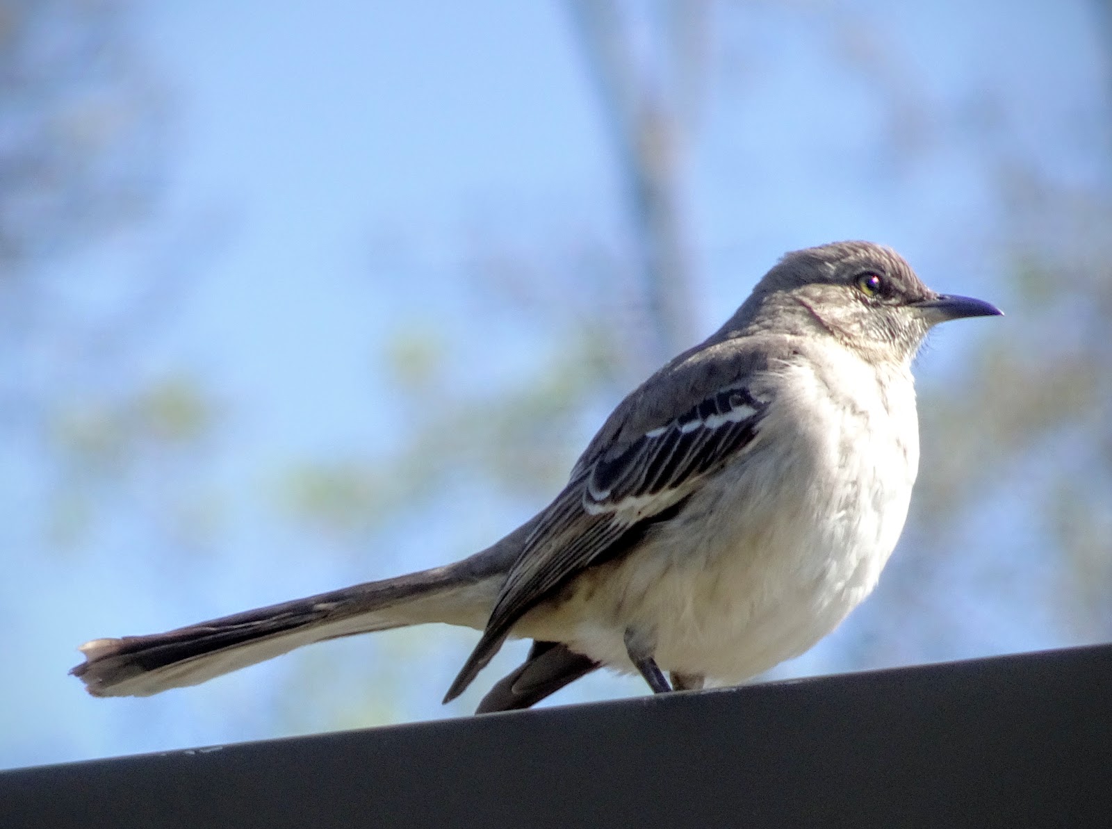 Love, Joy and Peas: Northern Mockingbird Photos