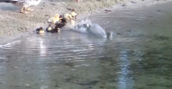 Largemouth Bass Eating Ducklings