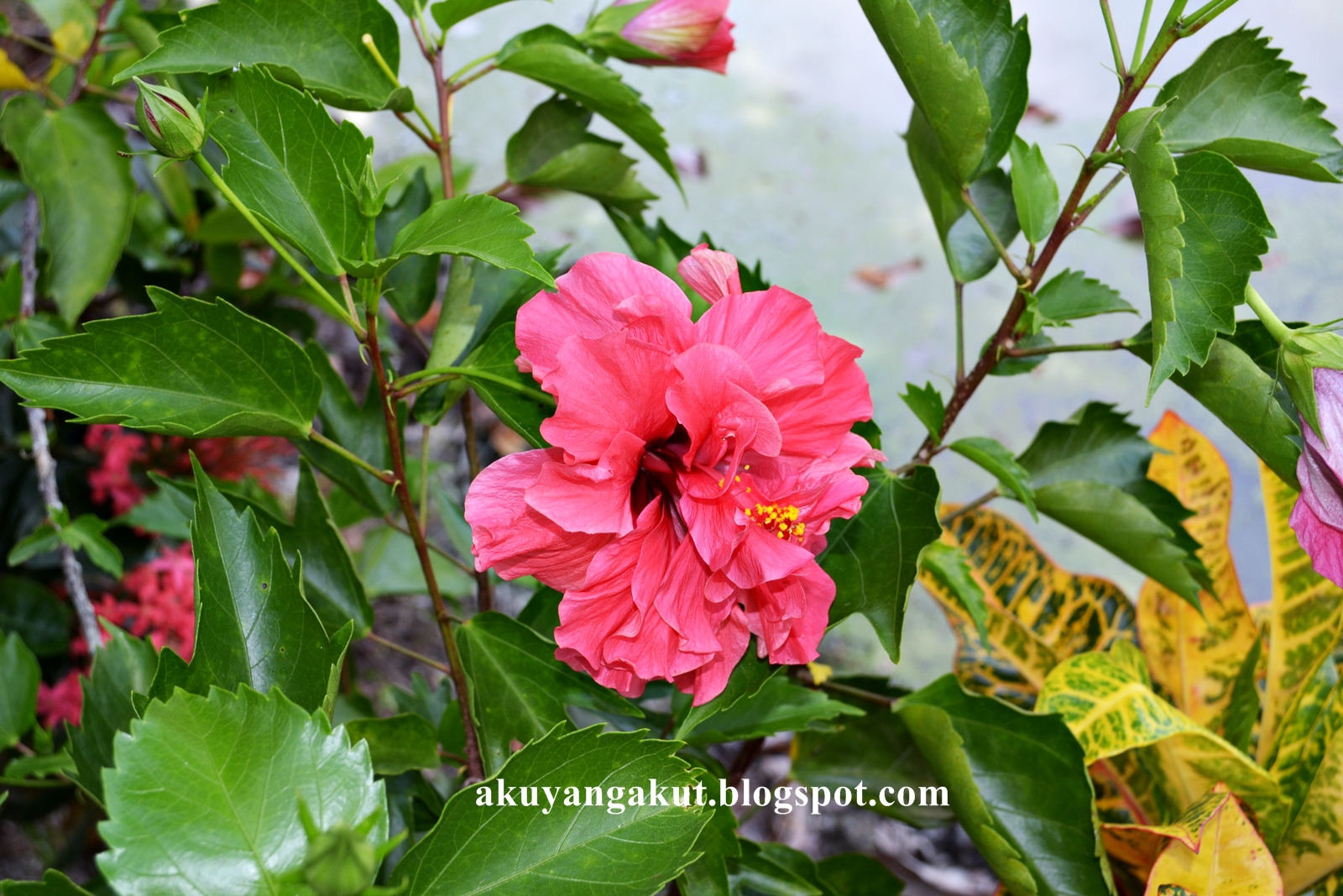 FotoBlog Aku: Koleksi Bunga Raya (2)