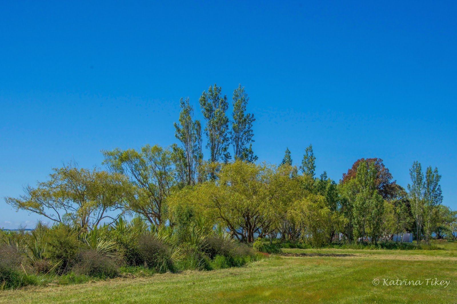 Paws Awhile: Lakeside Domain - Lake Ellesmere