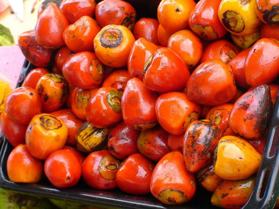 CORREO RECIBIDO: El Chontaduro, una Mina de Oro