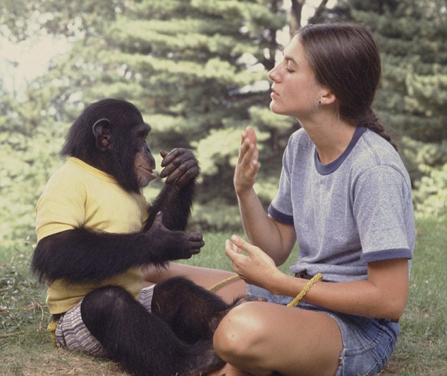 The animal zone: The chimp they tried to turn into a human: An ...