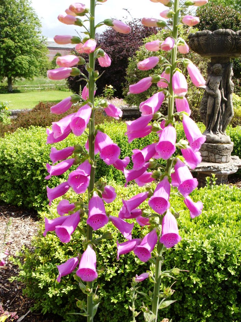 Kelli's Northern Ireland Garden: Foxgloves (Wild)