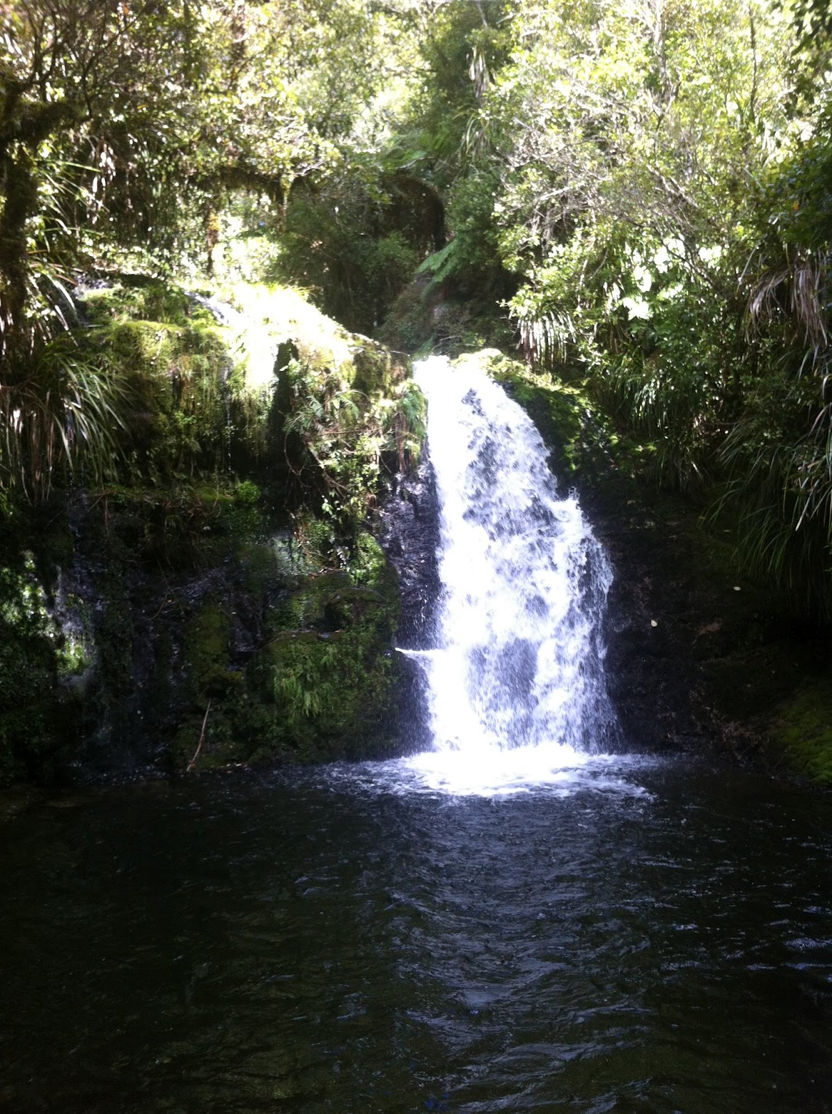 Our Backyard NZ.: Whataroa Falls Walk, Bay of Plenty
