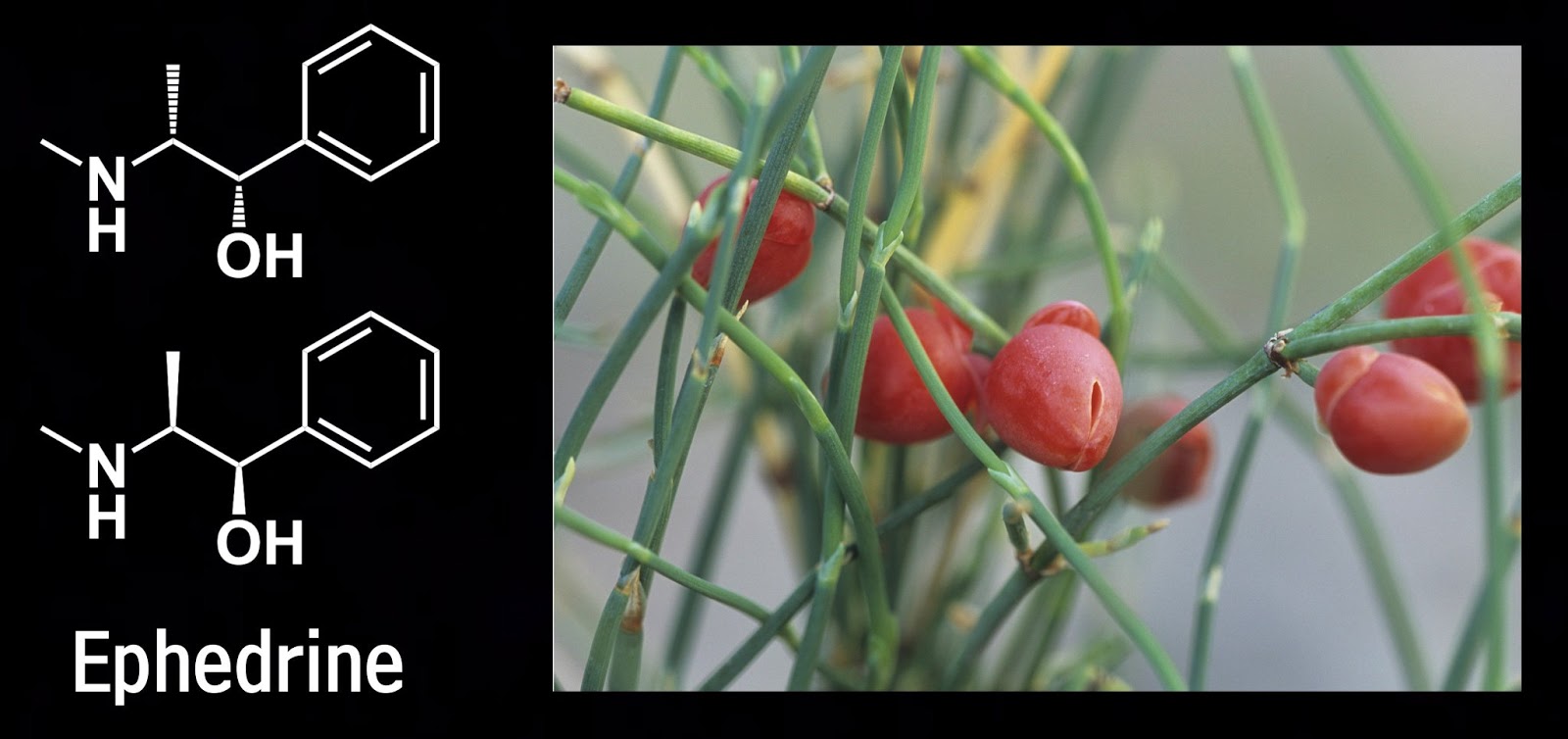 Plants Are Chemists: November phytochemicals - frankincense, ephedrine ...