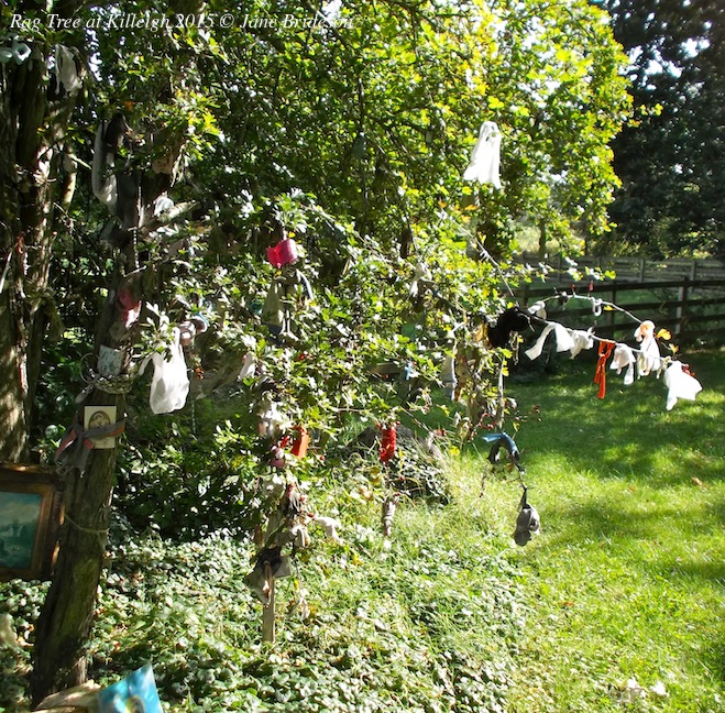 The Ever-Living Ones: Rag Trees