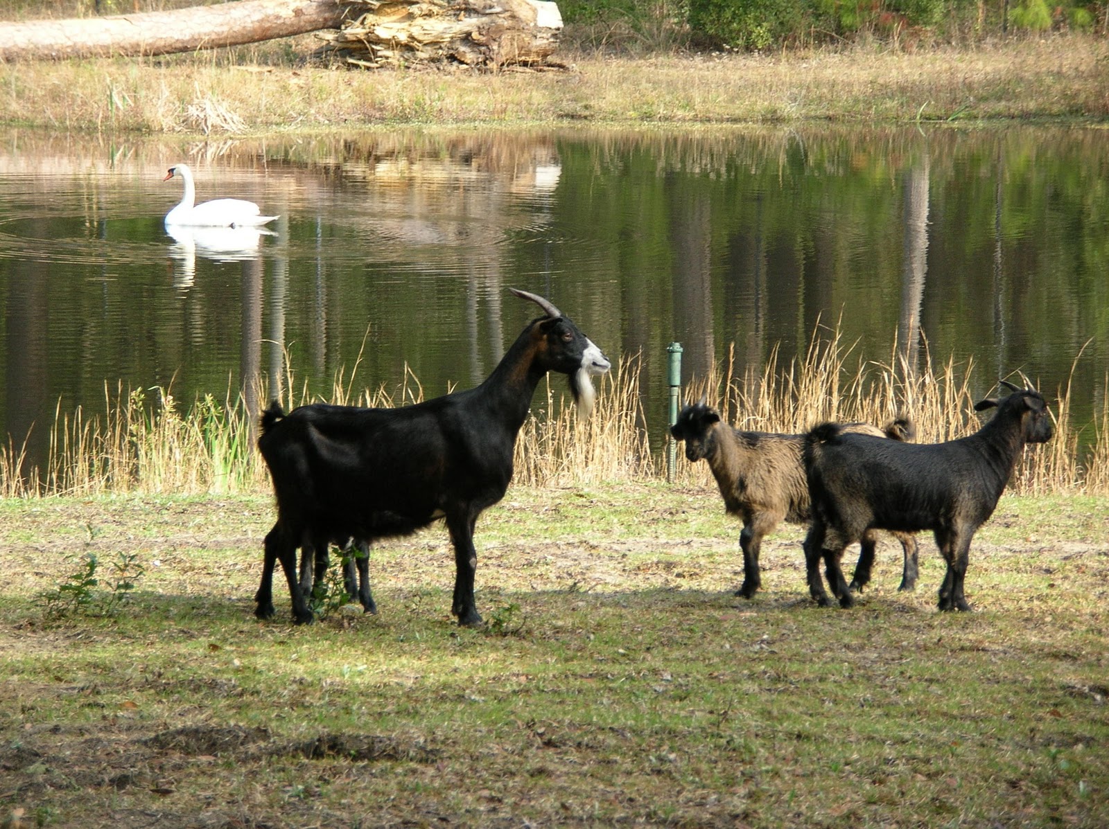 Brookgreen Gardens, Lowcountry Zoo, and Center for American Sculpture ...