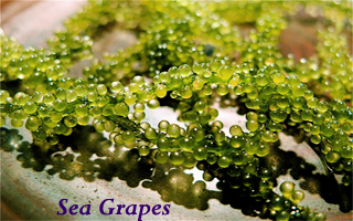 SEA GRAPES