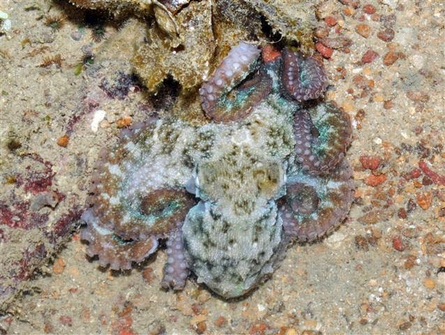 God's wonderful creation: Boat graveyard at Terumbu Pempang Tengah