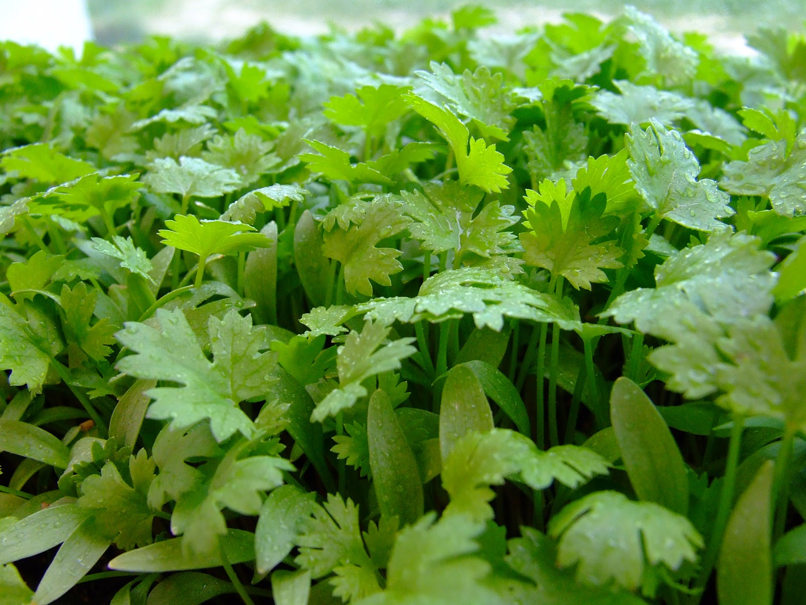 Marmita: Sopa de coentros simples