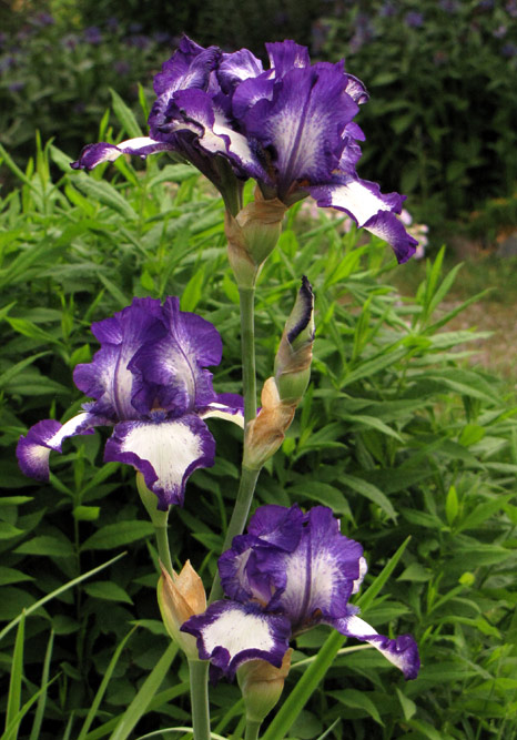 Solbacken: Iris