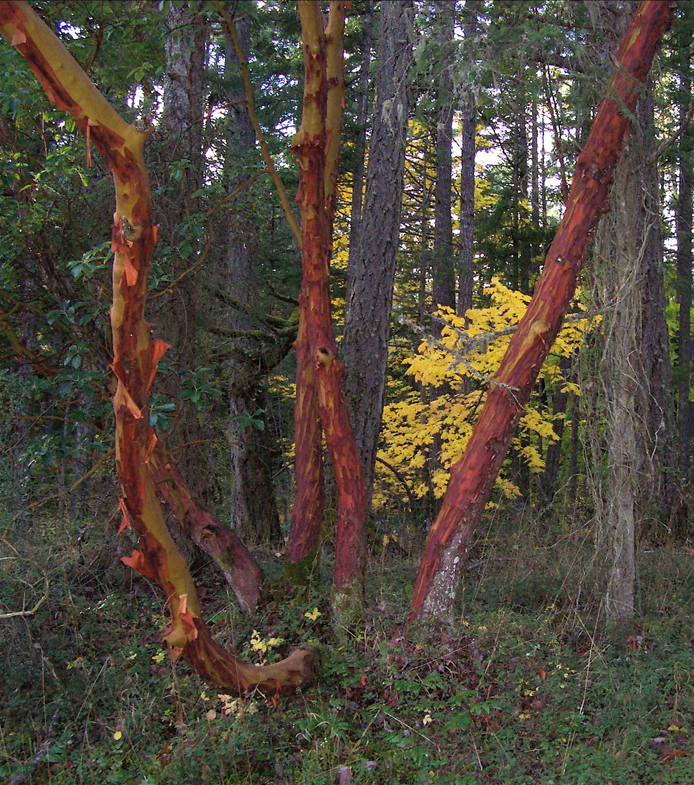 Vancouver Island Big Trees: Coastal Fall Colours