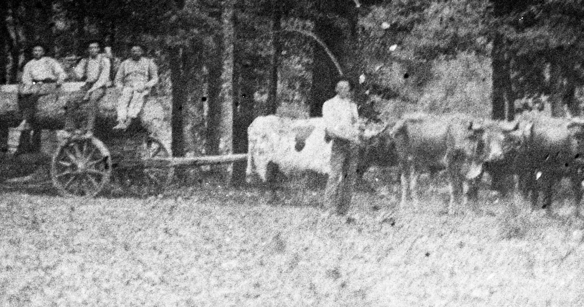 Tammany Family: Ox Teams Pulling Timber Wagons