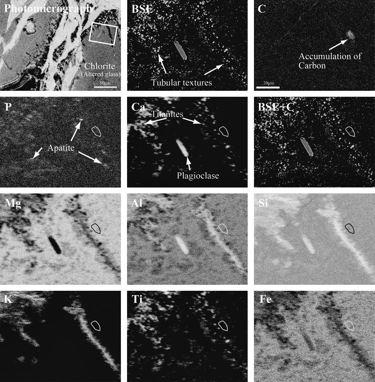 The Dragon's Tales: Permian Period Endolithic Microbial Trace Fossils Found