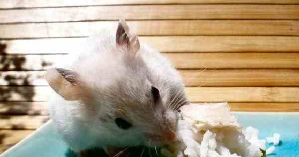 Wiki World: Mouse Eats Fancy Chinese Meal