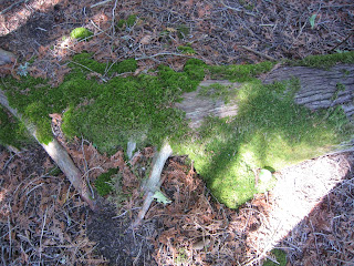 Amy Brown Science: Mosses, Mosses, Mosses!