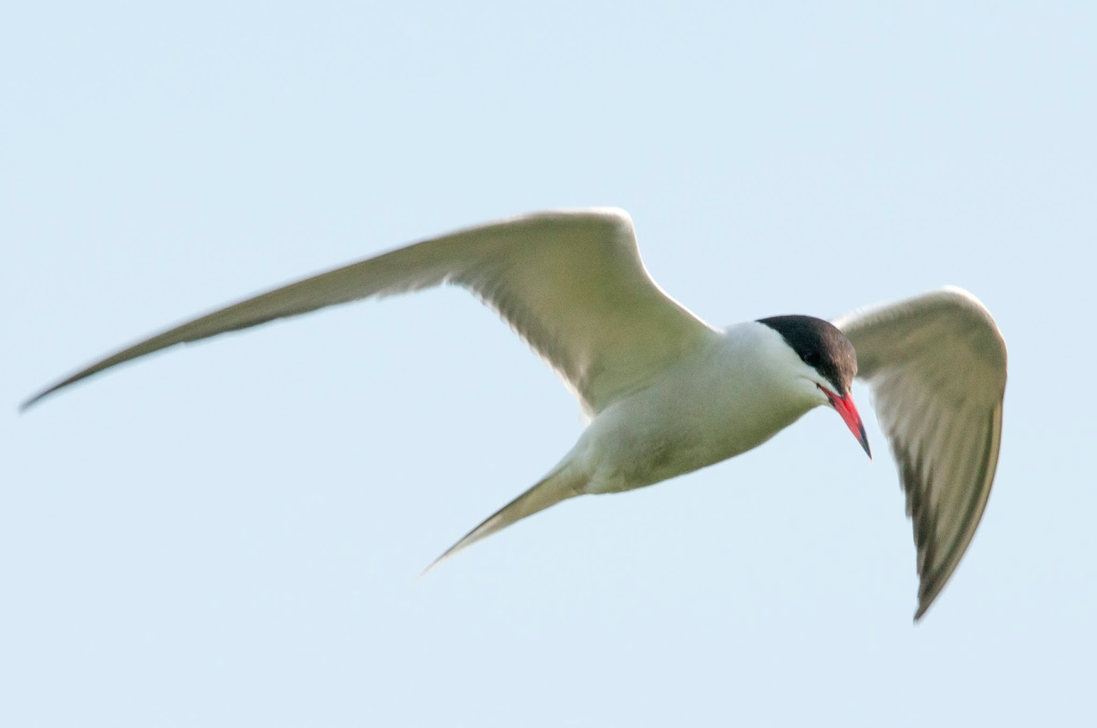 Photography by MickB: Gallows Hill and Slapton Grand Union Canal - Birds