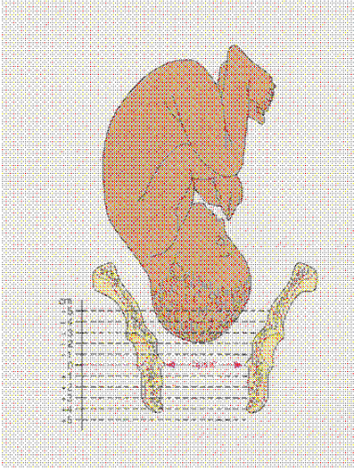 Mbbs, BDS, B-Pharma Notes: Processes and Stages of Labor
